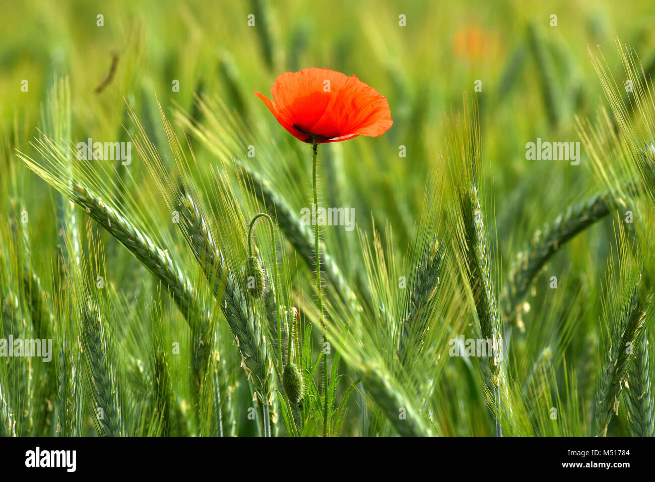 Corn field weed hi-res stock photography and images - Alamy