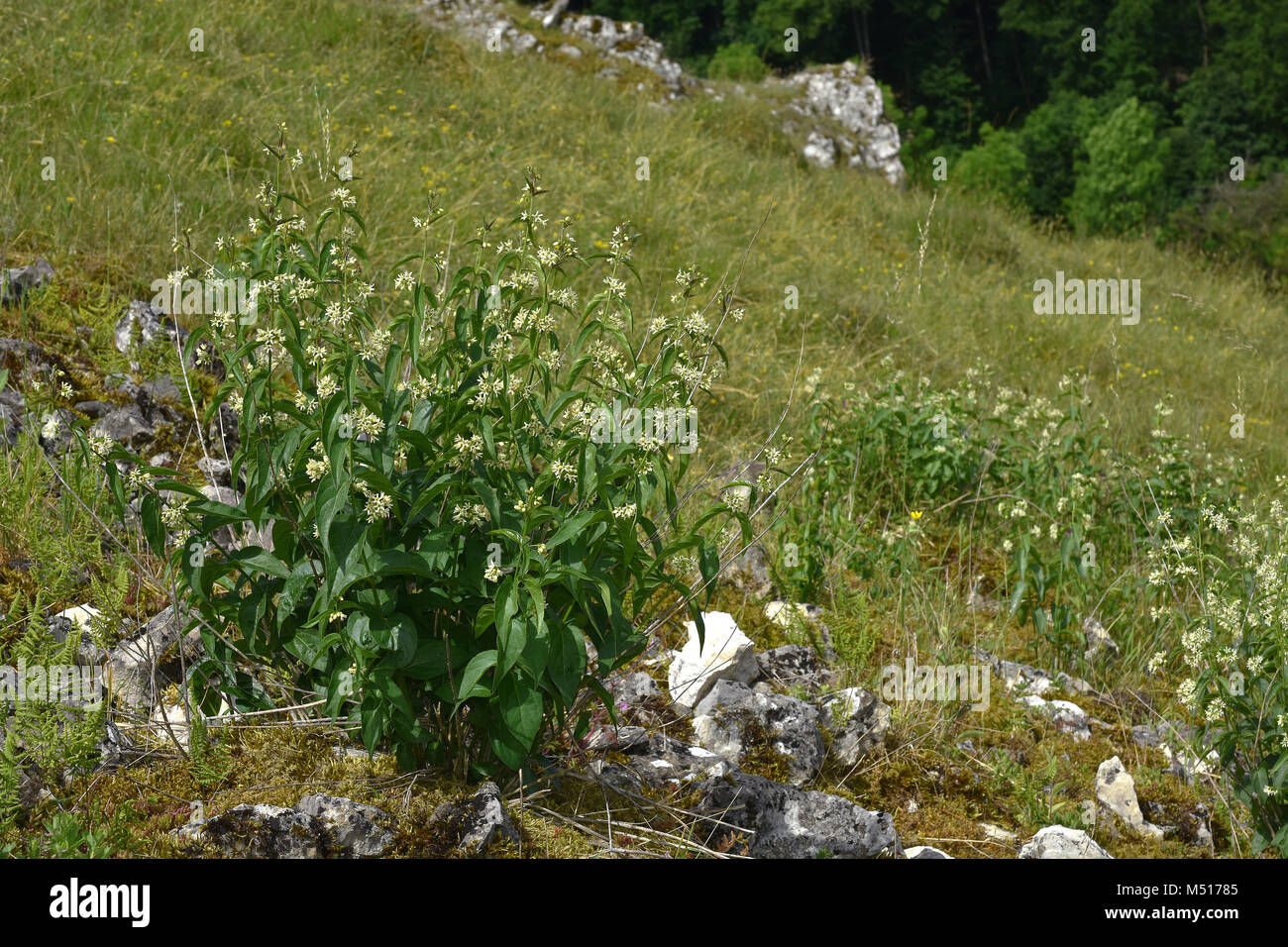 Swallowwort hi-res stock photography and images - Alamy