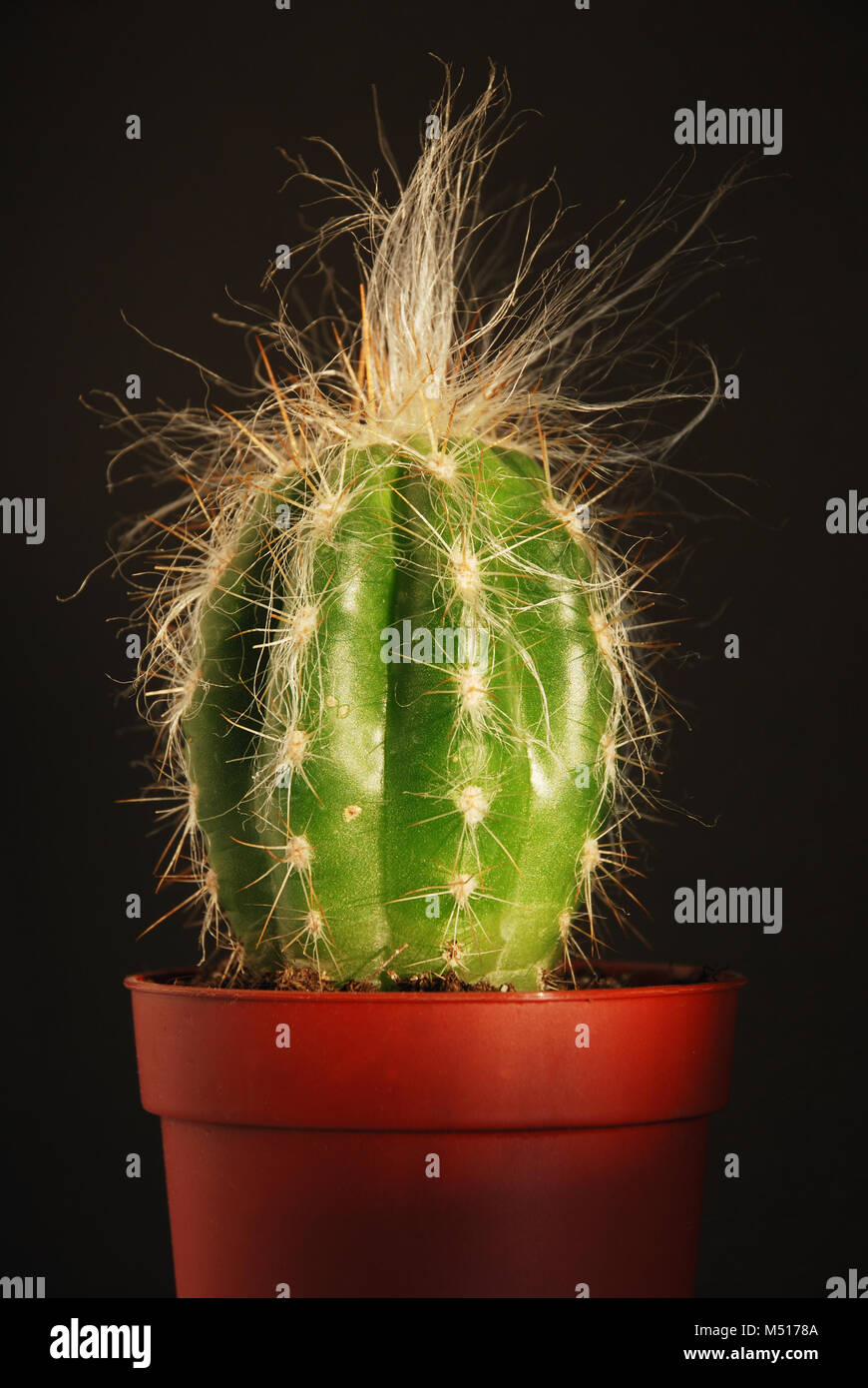 Spikey kaktus hi-res stock photography and images - Alamy