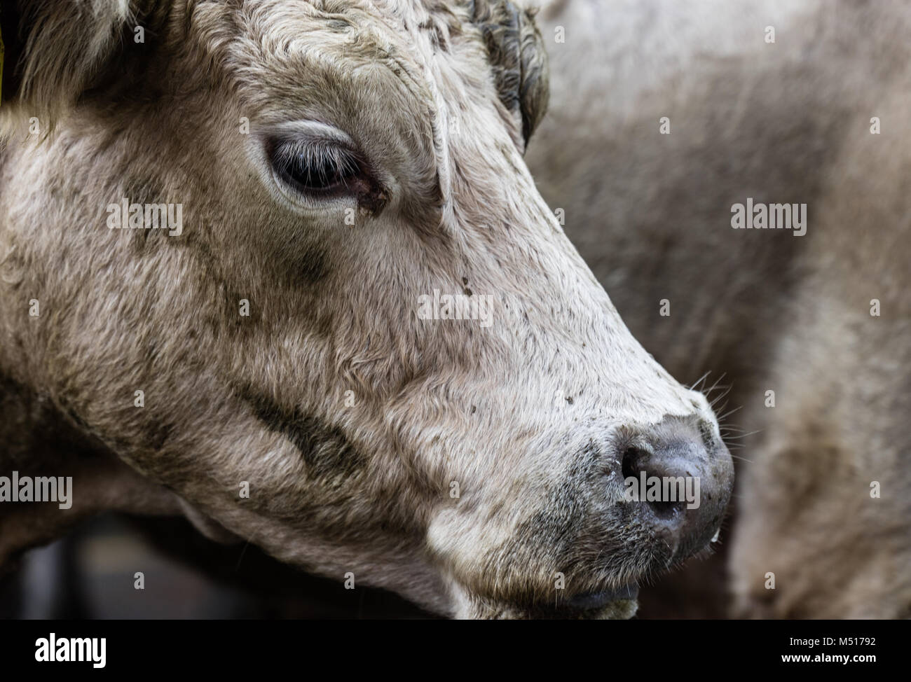 farm cow close up portrait Stock Photo - Alamy
