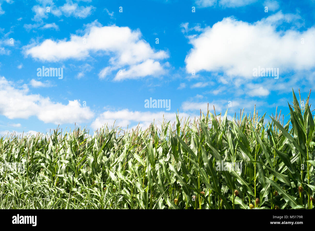 Fields of maize Stock Photo - Alamy