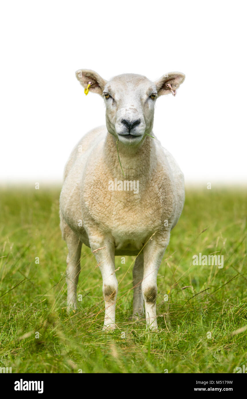 Isolated Sheep In Grass Stock Photo - Alamy