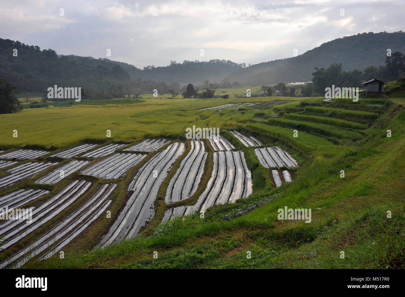 Stepped rice fields at Mae Klang Luang in the Doi Inthanon National ...
