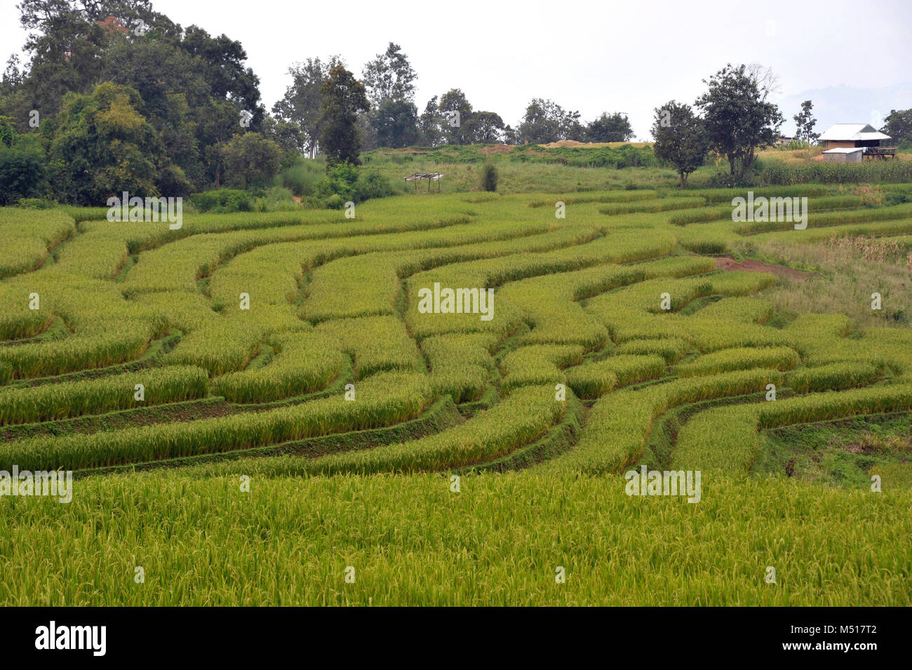 Stepped rice farm fields in the Doi Inthanon National Park, Chiang Mai ...