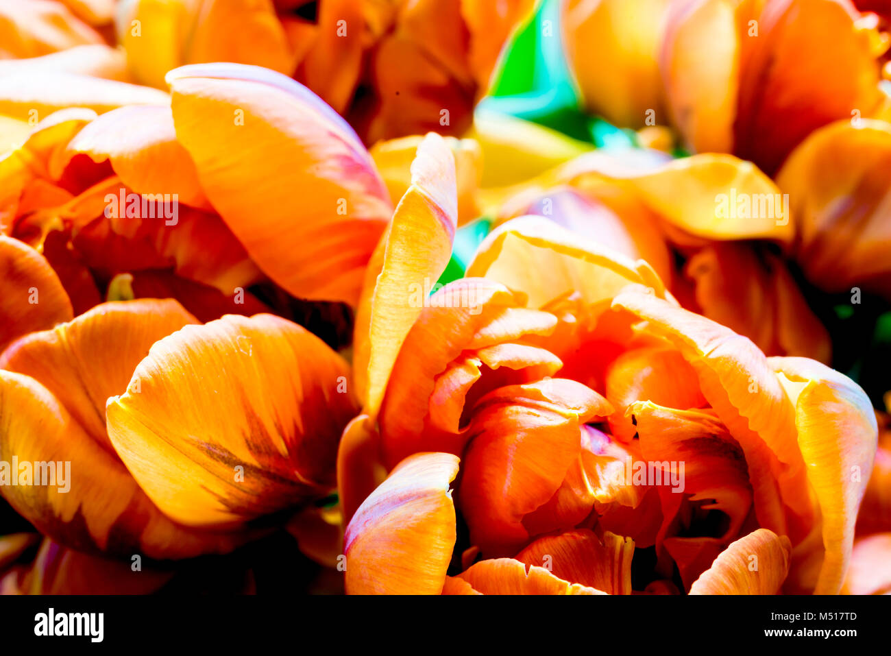 Bunch of tulips - red and yellow; Tulpenstrauß - rot und gelb Stock ...