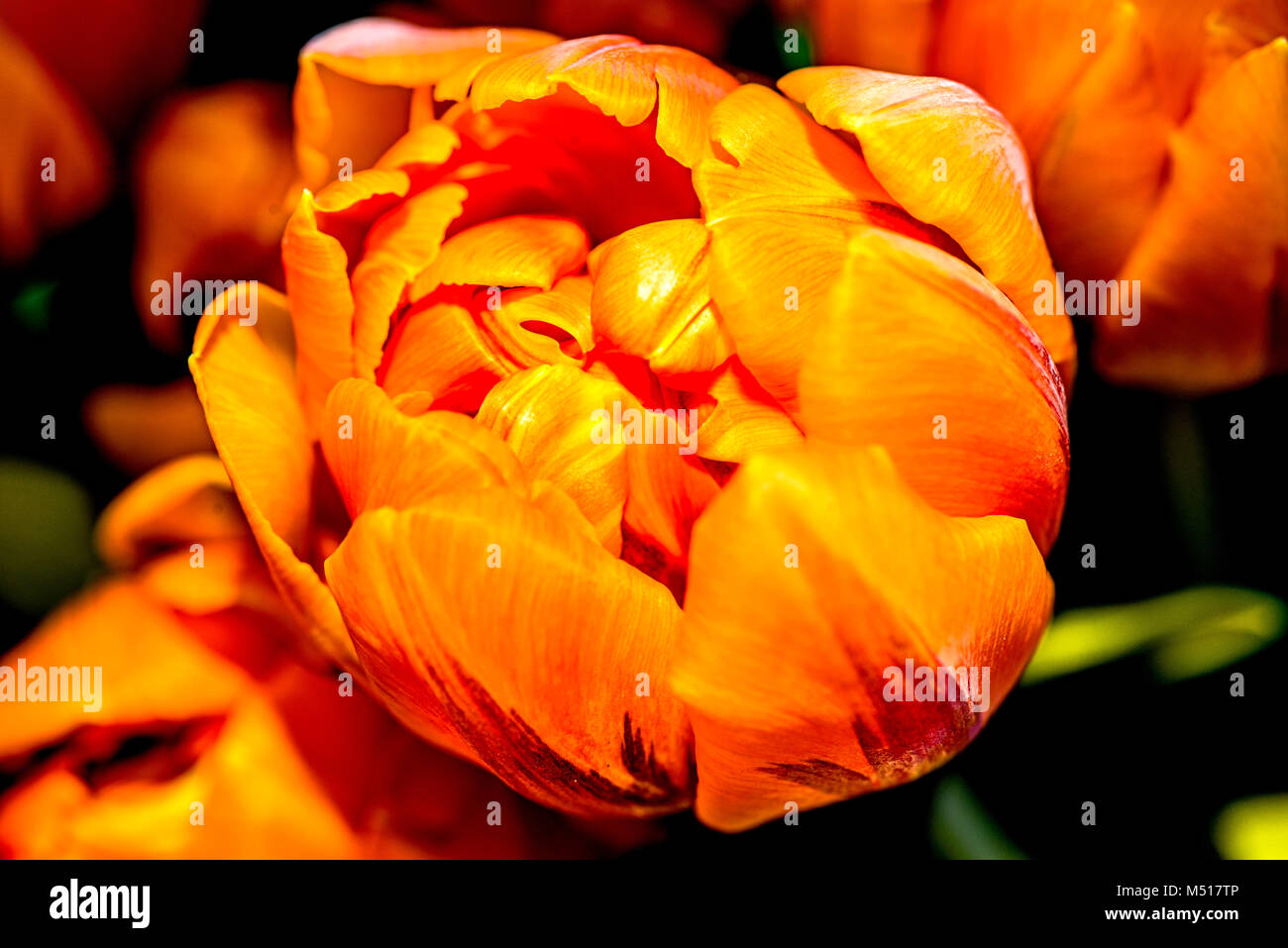 Bunch of tulips - red and yellow; Tulpenstrauß - rot und gelb Stock ...