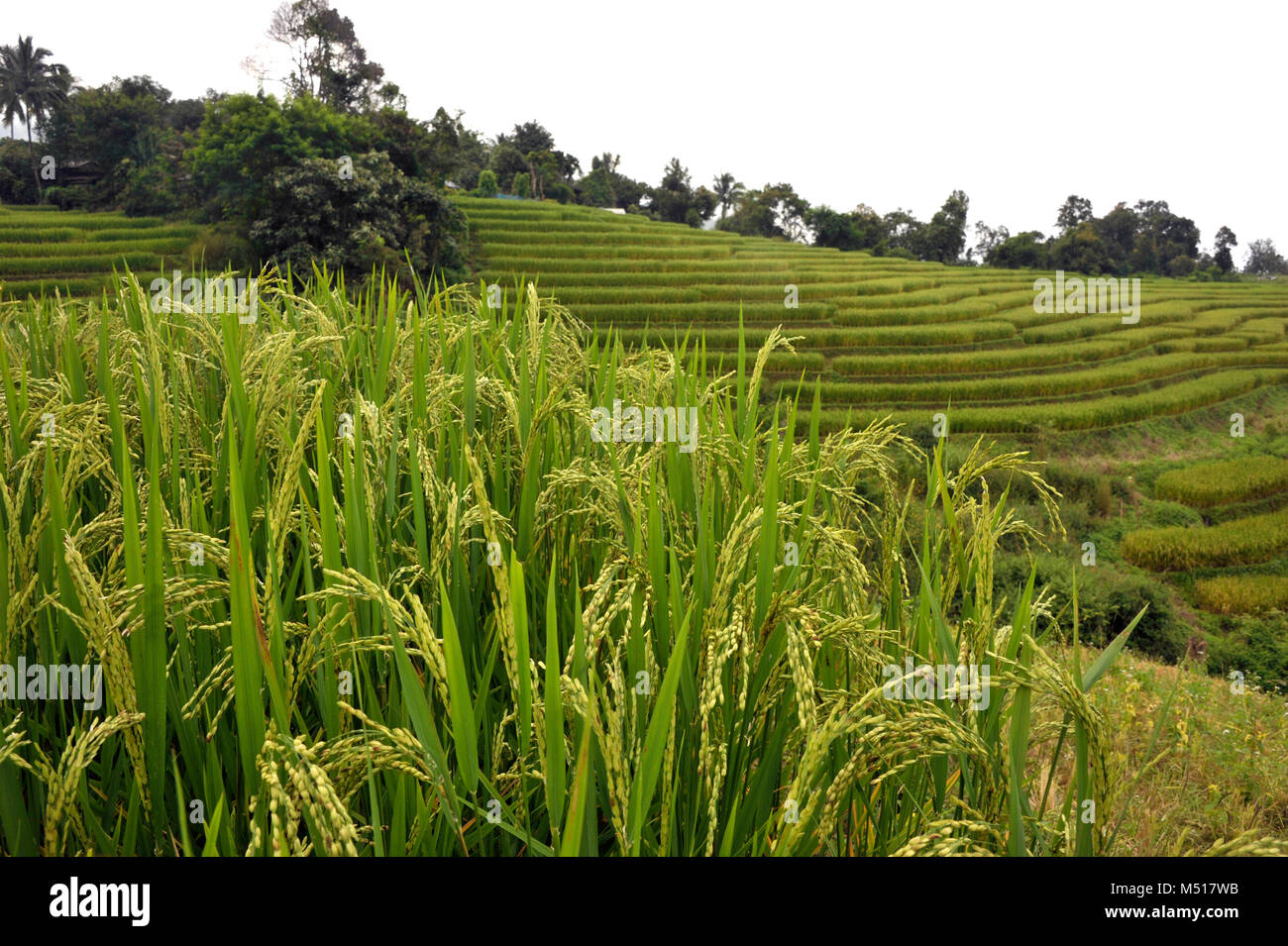Crop of rice growing with stepped rice farm fields in the Doi Inthanon ...