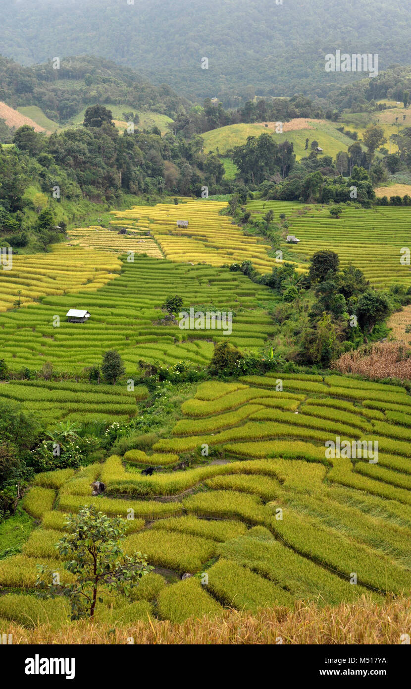 Stepped rice paddy hi-res stock photography and images - Alamy