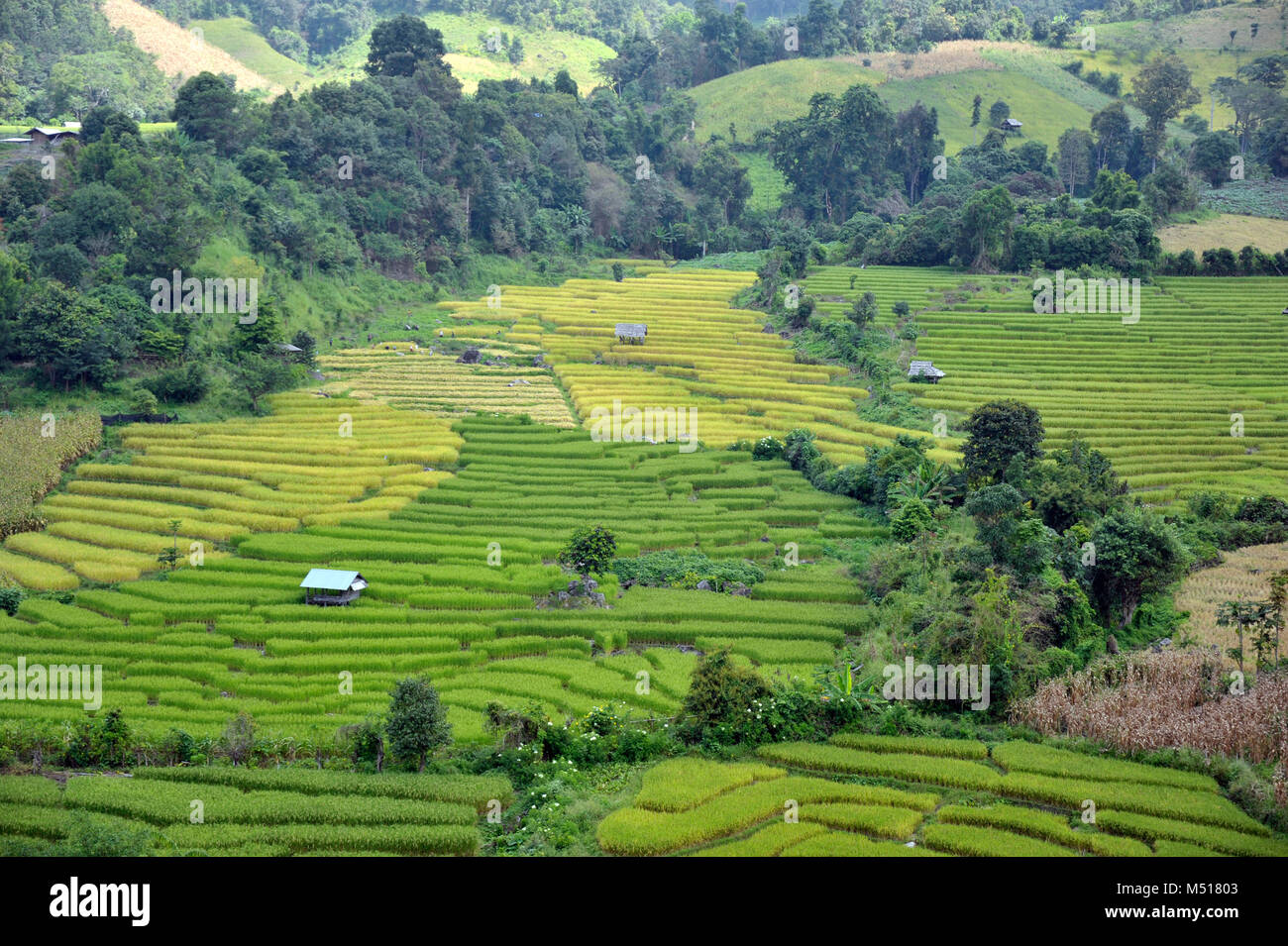 Rice fields in the Doi Inthanon National Park, stepped rice farms naer ...
