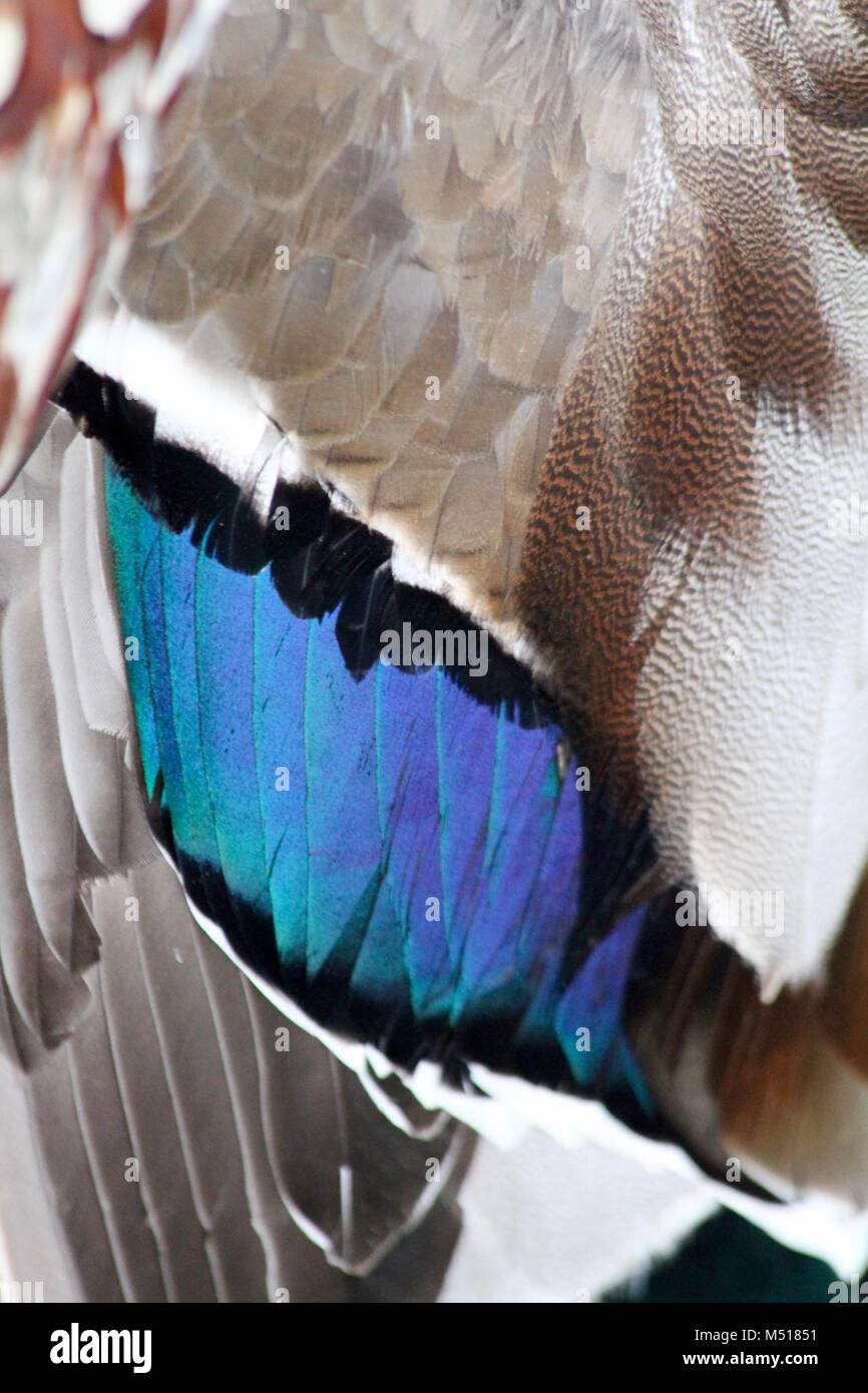 Striking plumage pattern hi-res stock photography and images - Alamy