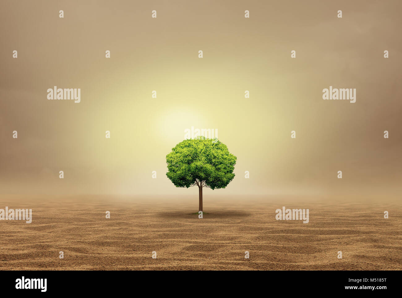 Single Tree Hd Wallpaper