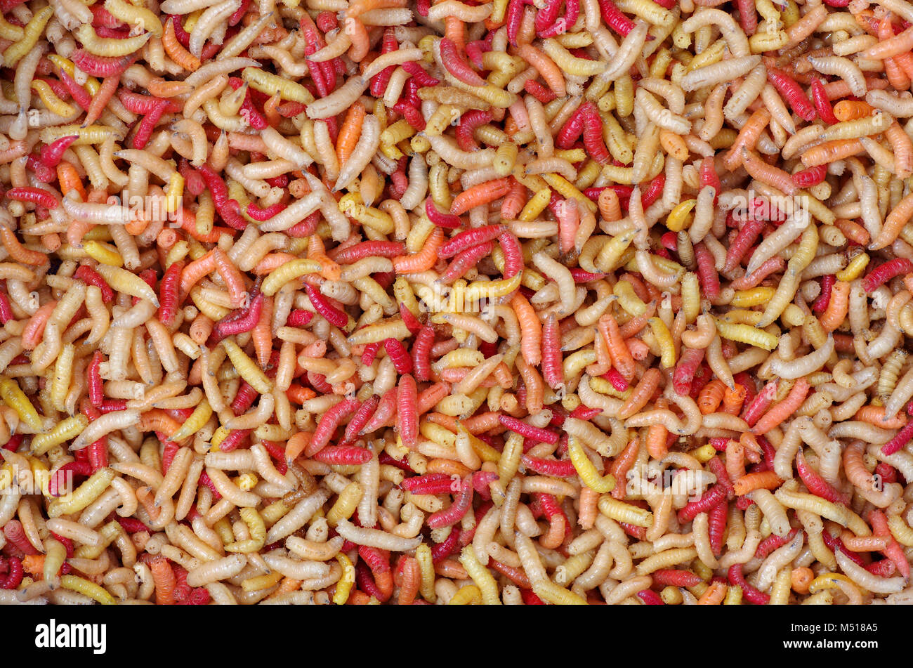 Maggot hi-res stock photography and images - Alamy