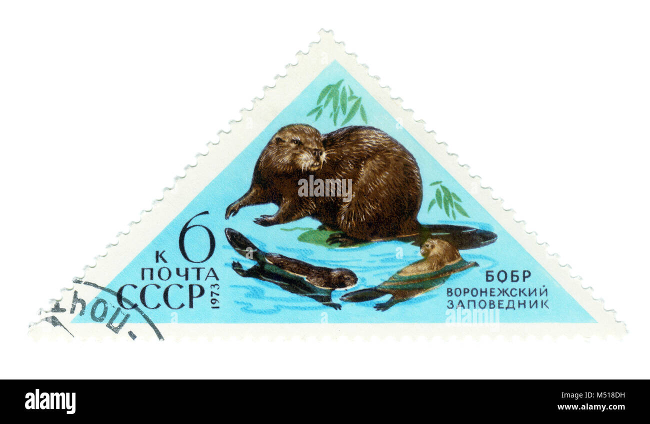 USSR - CIRCA 1973: Postage stamp printed in USSR shows European beaver ...