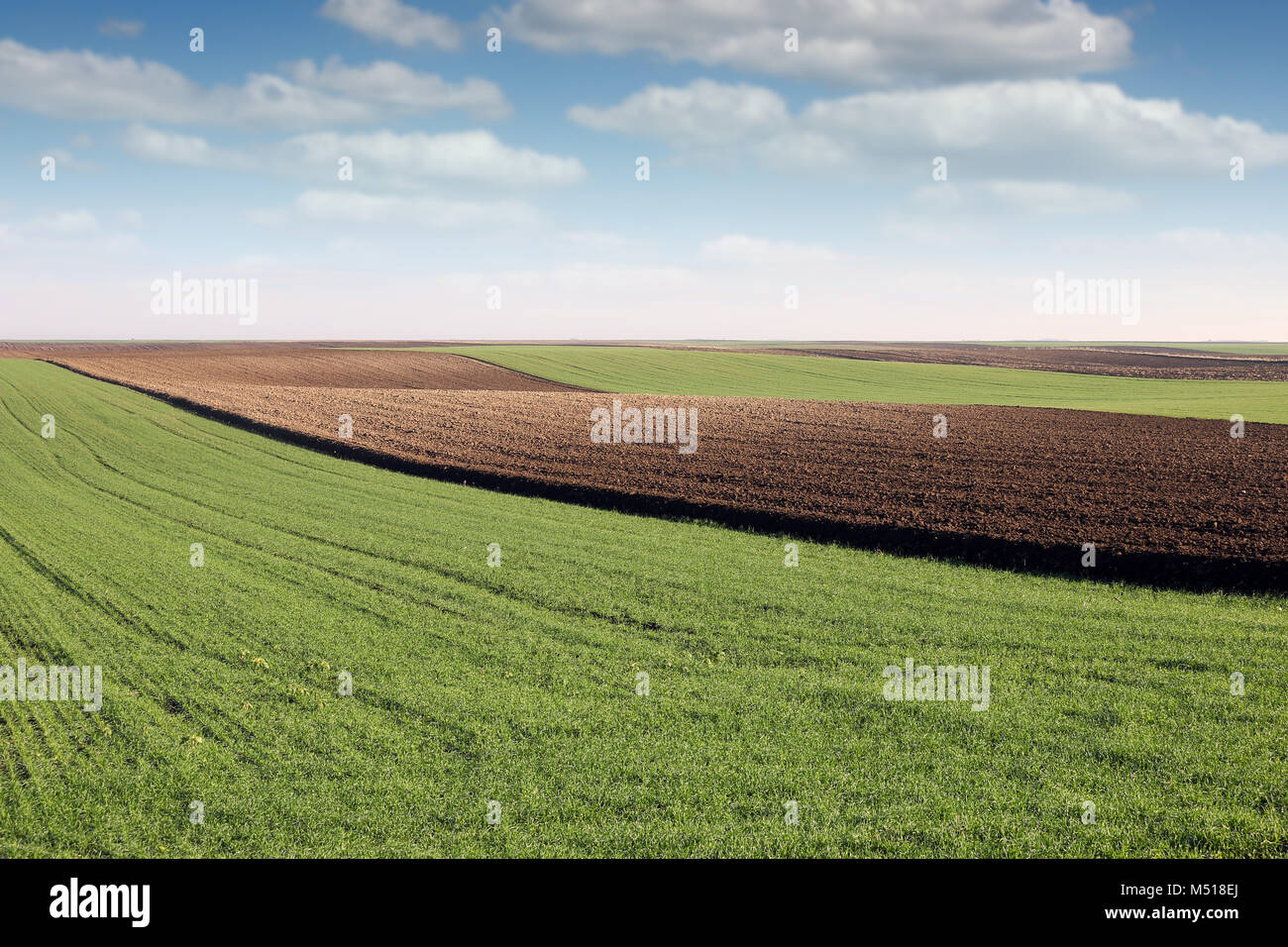 green wheat and plowed field agriculture landscape Stock Photo - Alamy