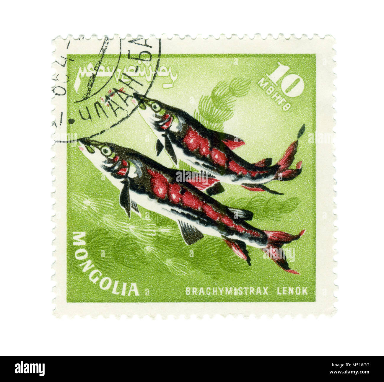 MONGOLIA - CIRCA : A stamp printed in Mongolia shows a Fish - Lenok ...