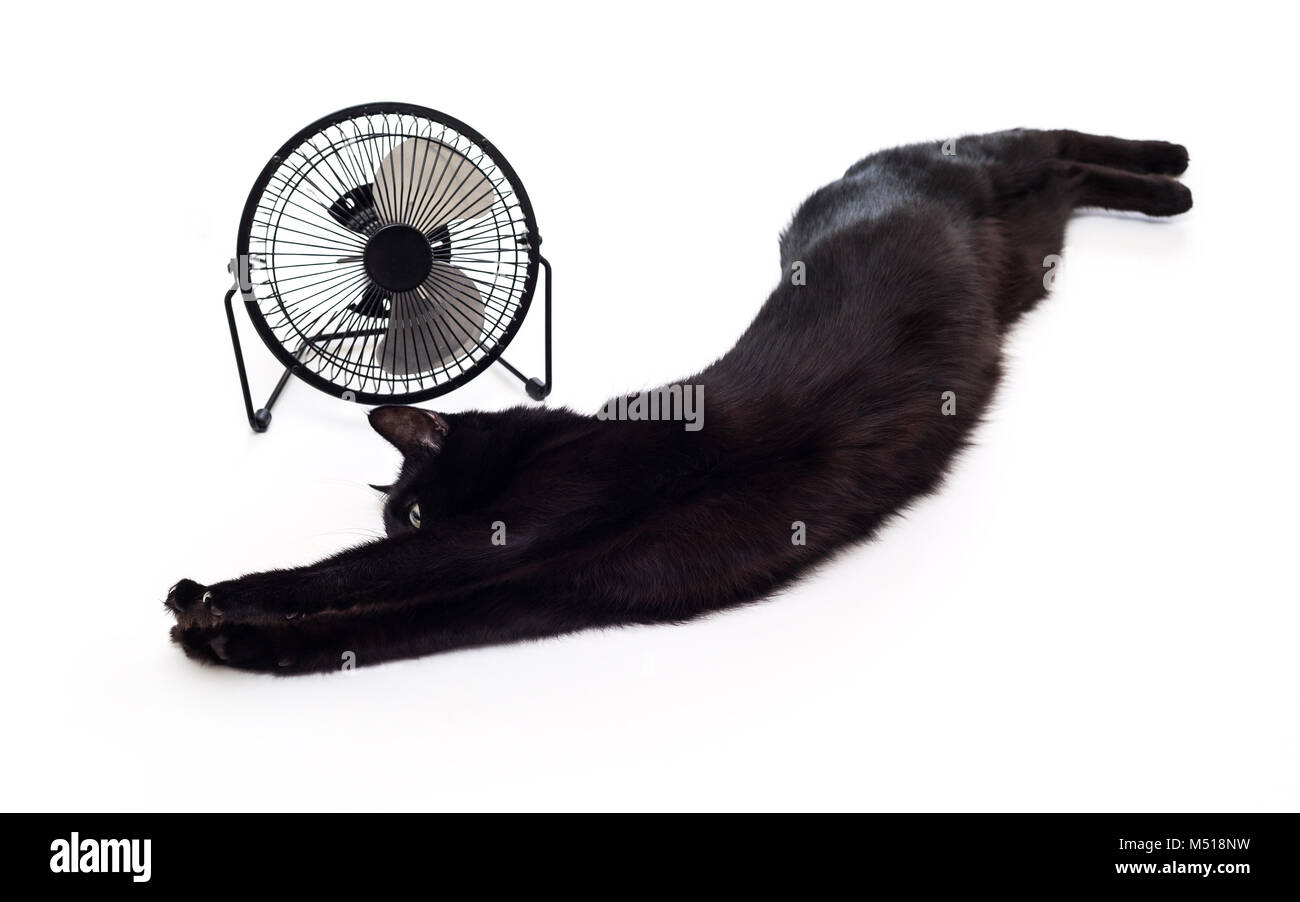 fan and black cat Stock Photo - Alamy