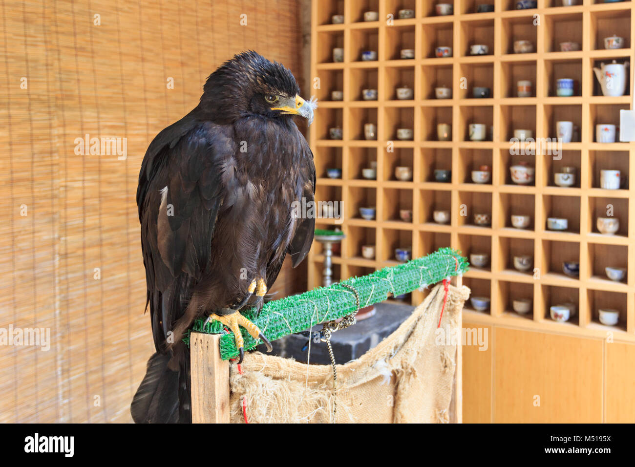 Eagle with yellow background Stock Photo - Alamy