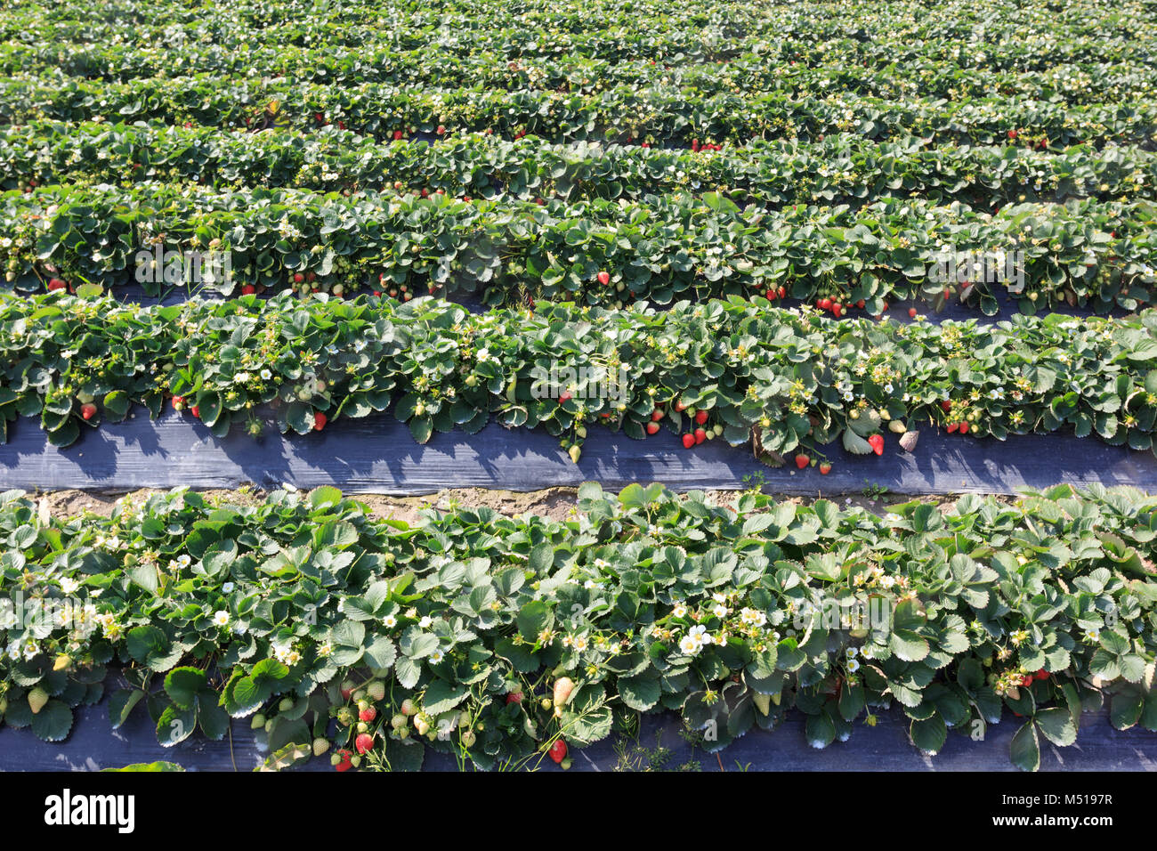 Chinese farm hi-res stock photography and images - Alamy