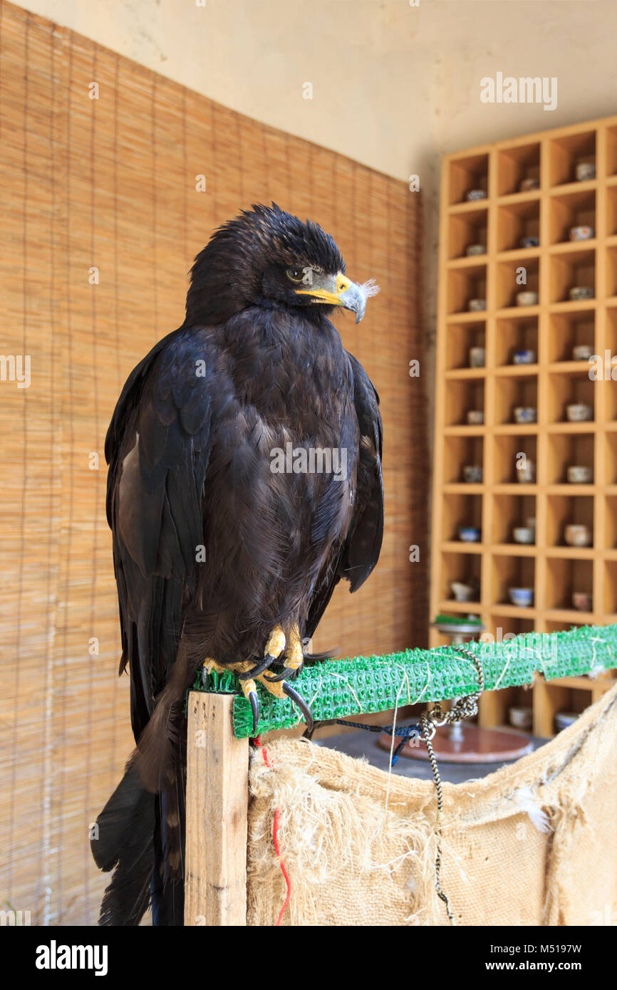 Eagle with yellow background Stock Photo - Alamy