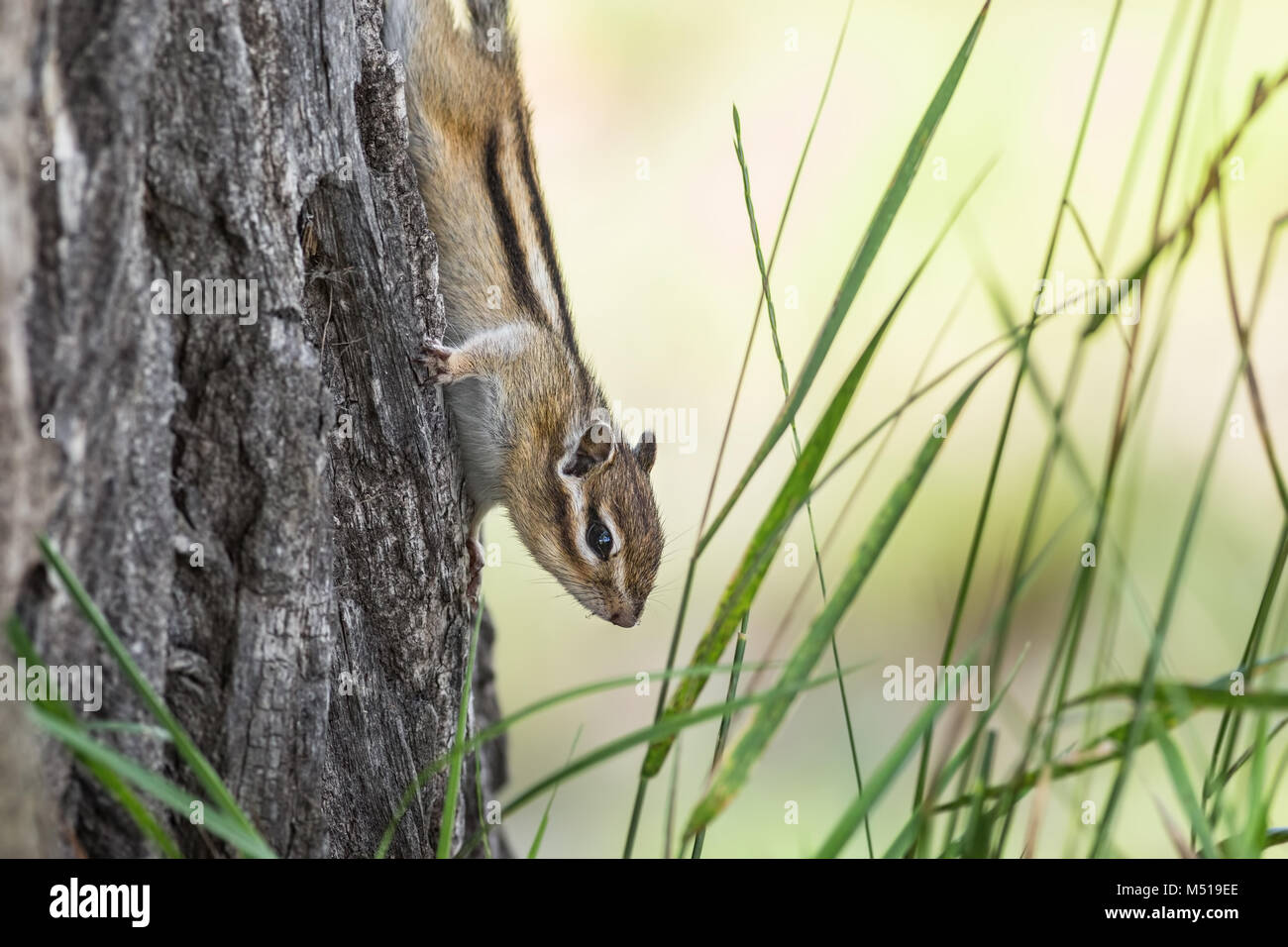 Chipmunk habitat hi-res stock photography and images - Alamy