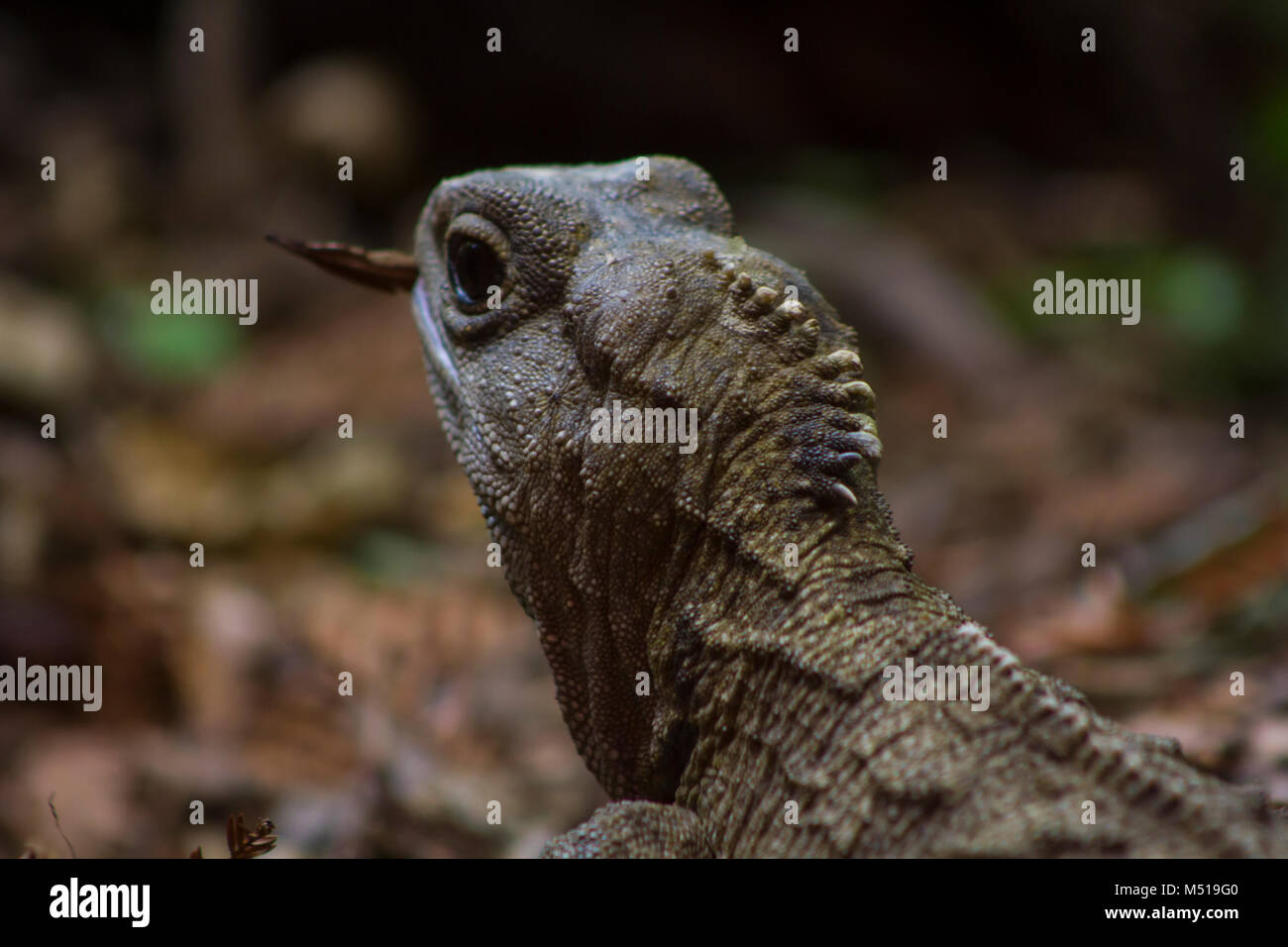 Tuatara prehistoric native reptile hi-res stock photography and images ...