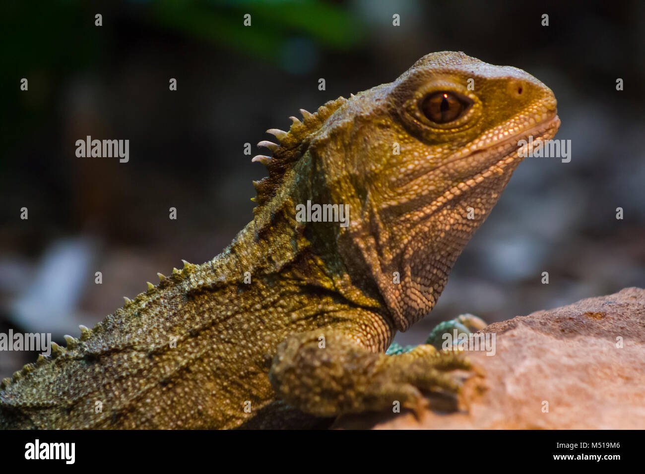 Dinosaur age hi-res stock photography and images - Alamy