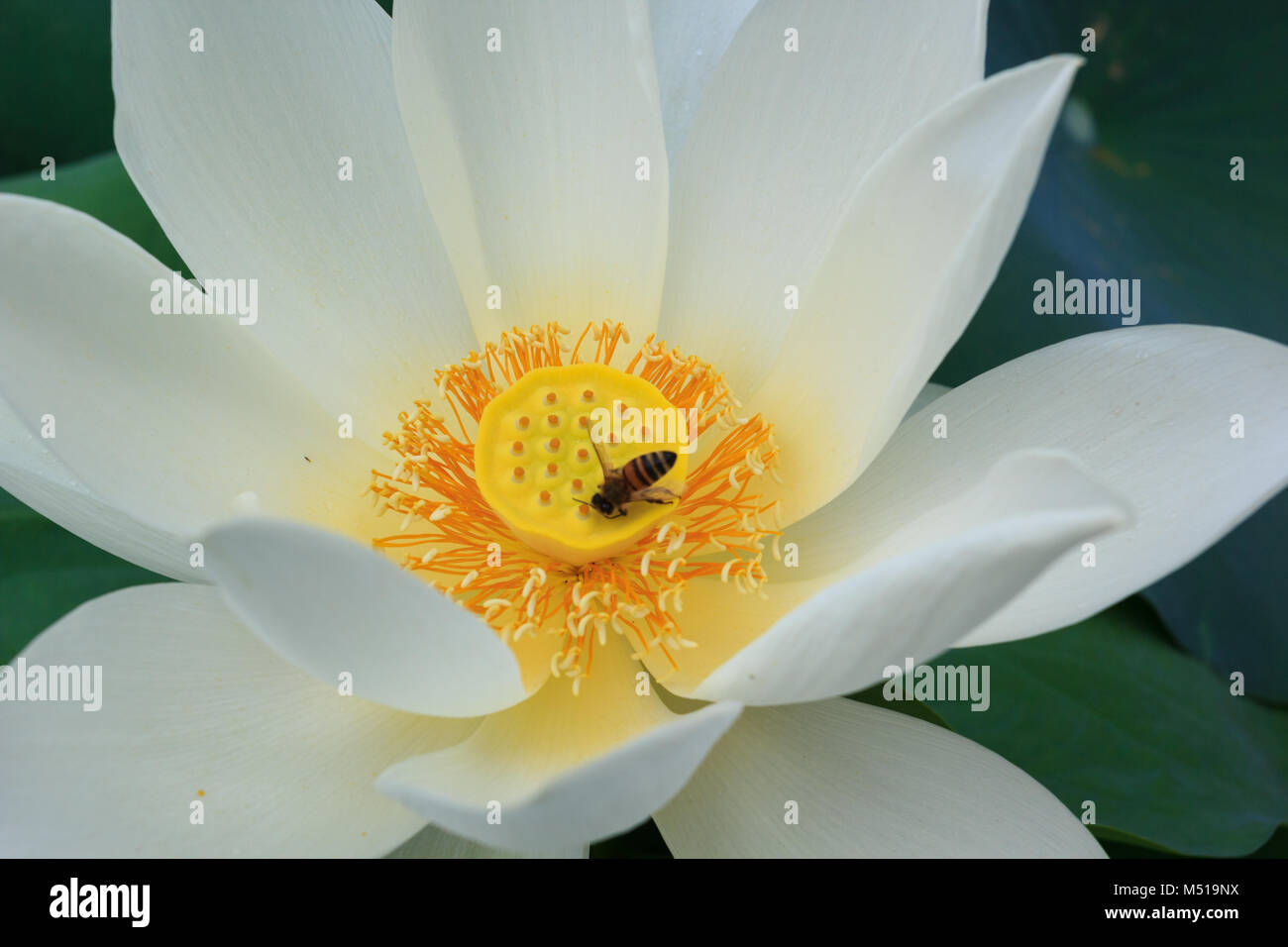 White lotus with bee hi-res stock photography and images - Alamy