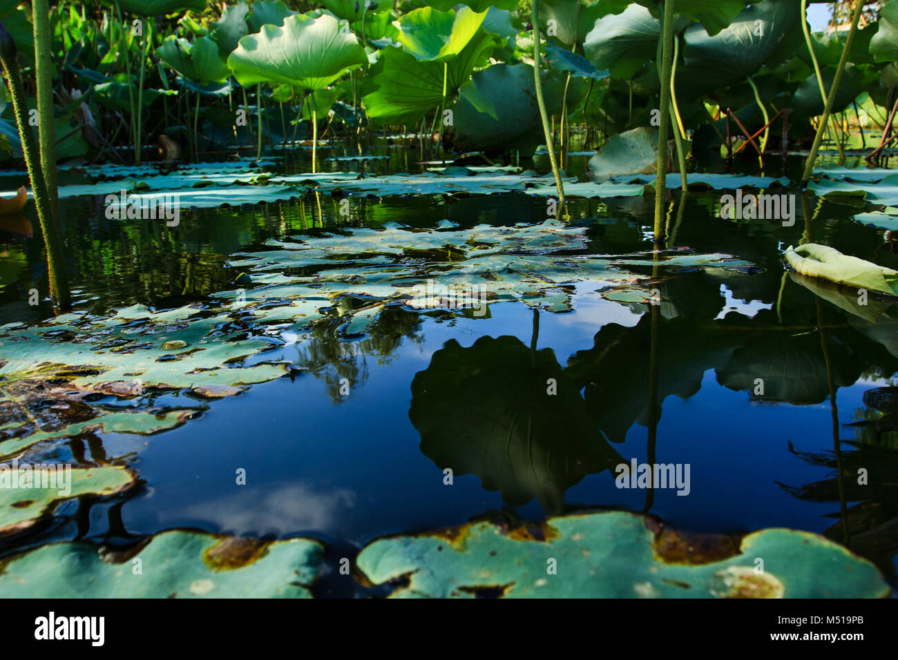 Withered lotus plant hi-res stock photography and images - Alamy