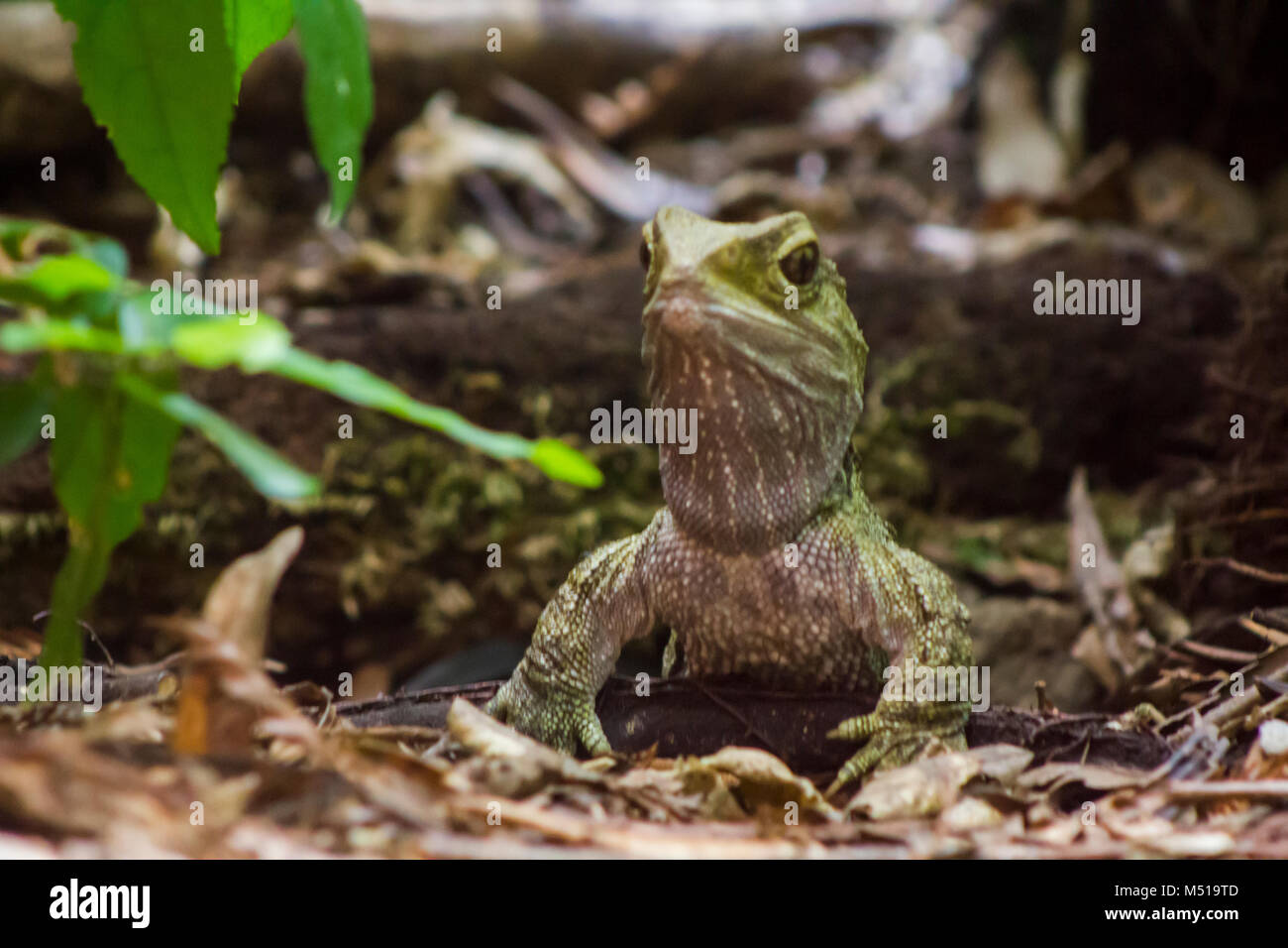 Tuatara, the rare native reptile of New Zealand Stock Photo - Alamy