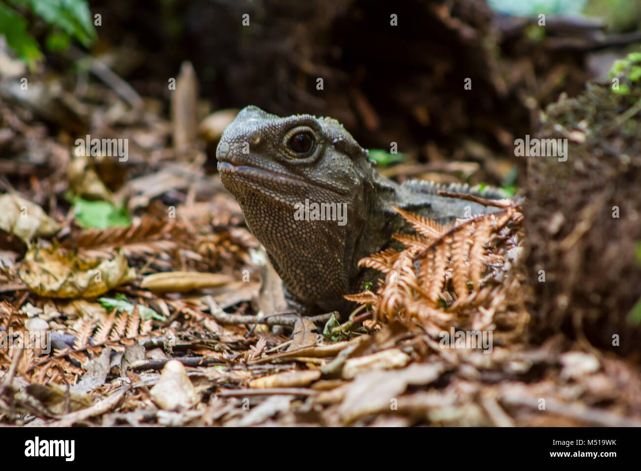 Tuatara hi-res stock photography and images - Alamy