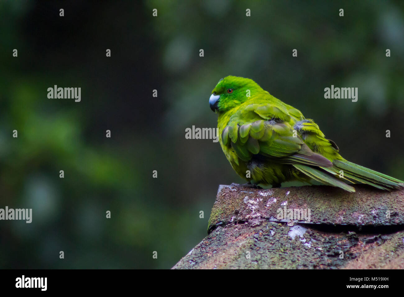Rare Antipodes Island Parakeet Stock Photo - Alamy