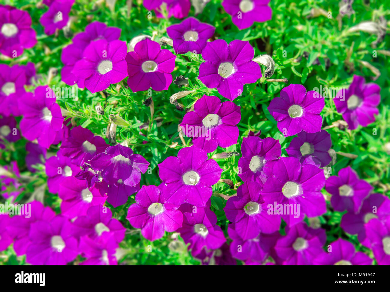 Purple flowers in wild nature Stock Photo - Alamy