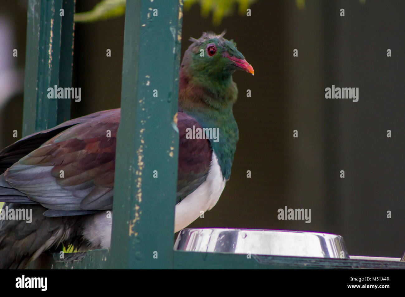 New Zealand wood pigeon Kereru Stock Photo - Alamy
