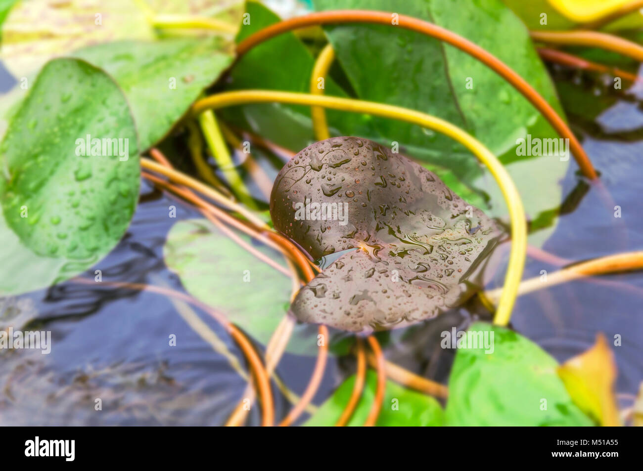 Red sacred lotus water lily hi-res stock photography and images - Alamy