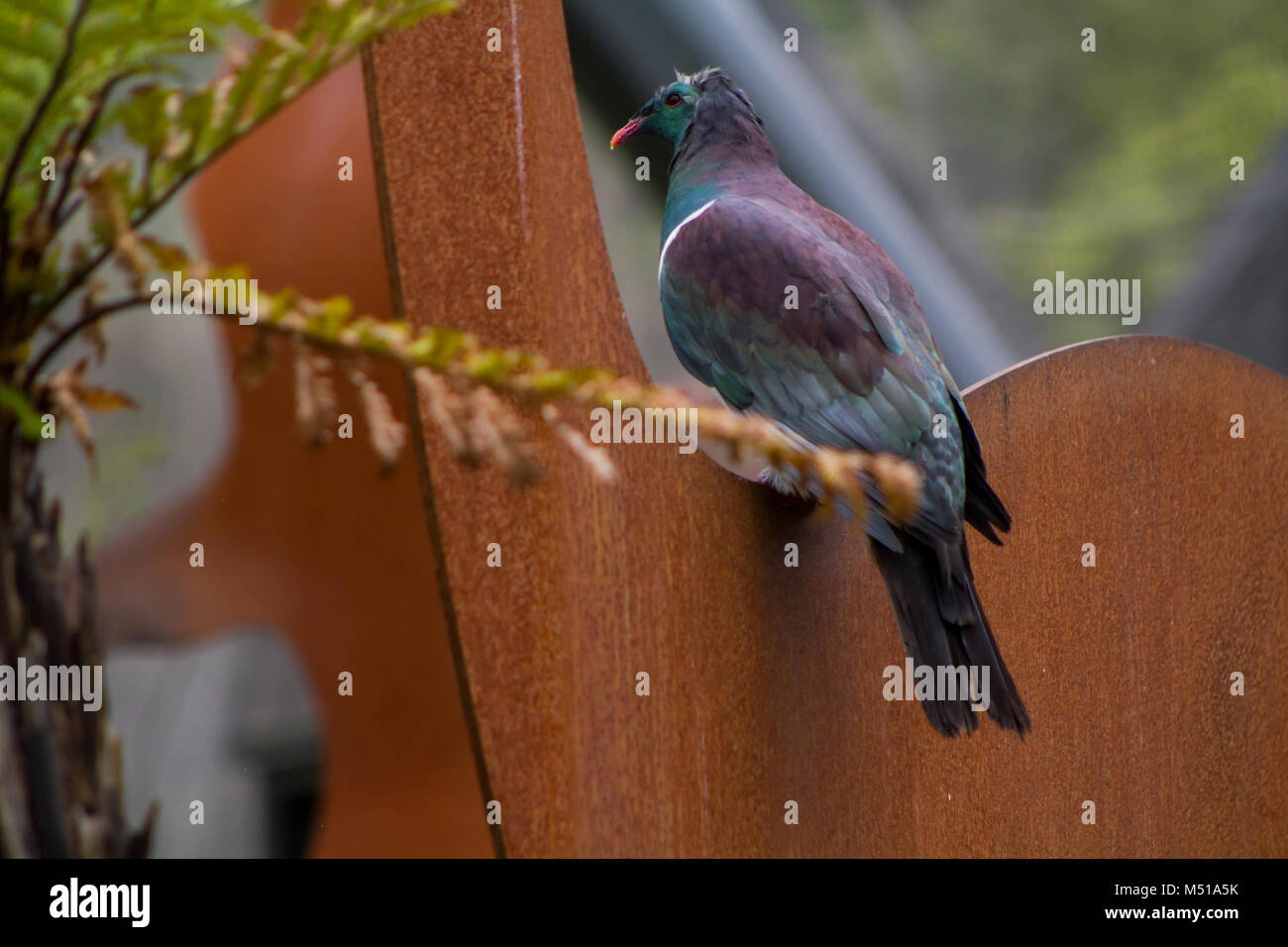 New Zealand pigeon Kereru Stock Photo - Alamy