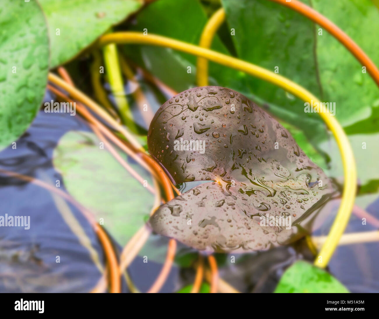 Red sacred lotus water lily hi-res stock photography and images - Alamy