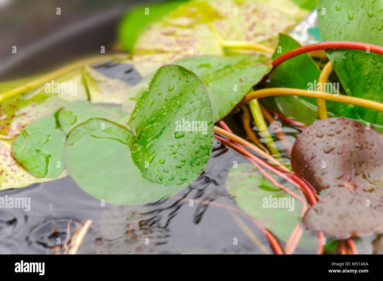 Red sacred lotus water lily hi-res stock photography and images - Alamy