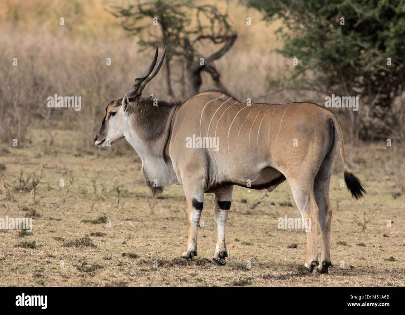 Eland common hi-res stock photography and images - Alamy