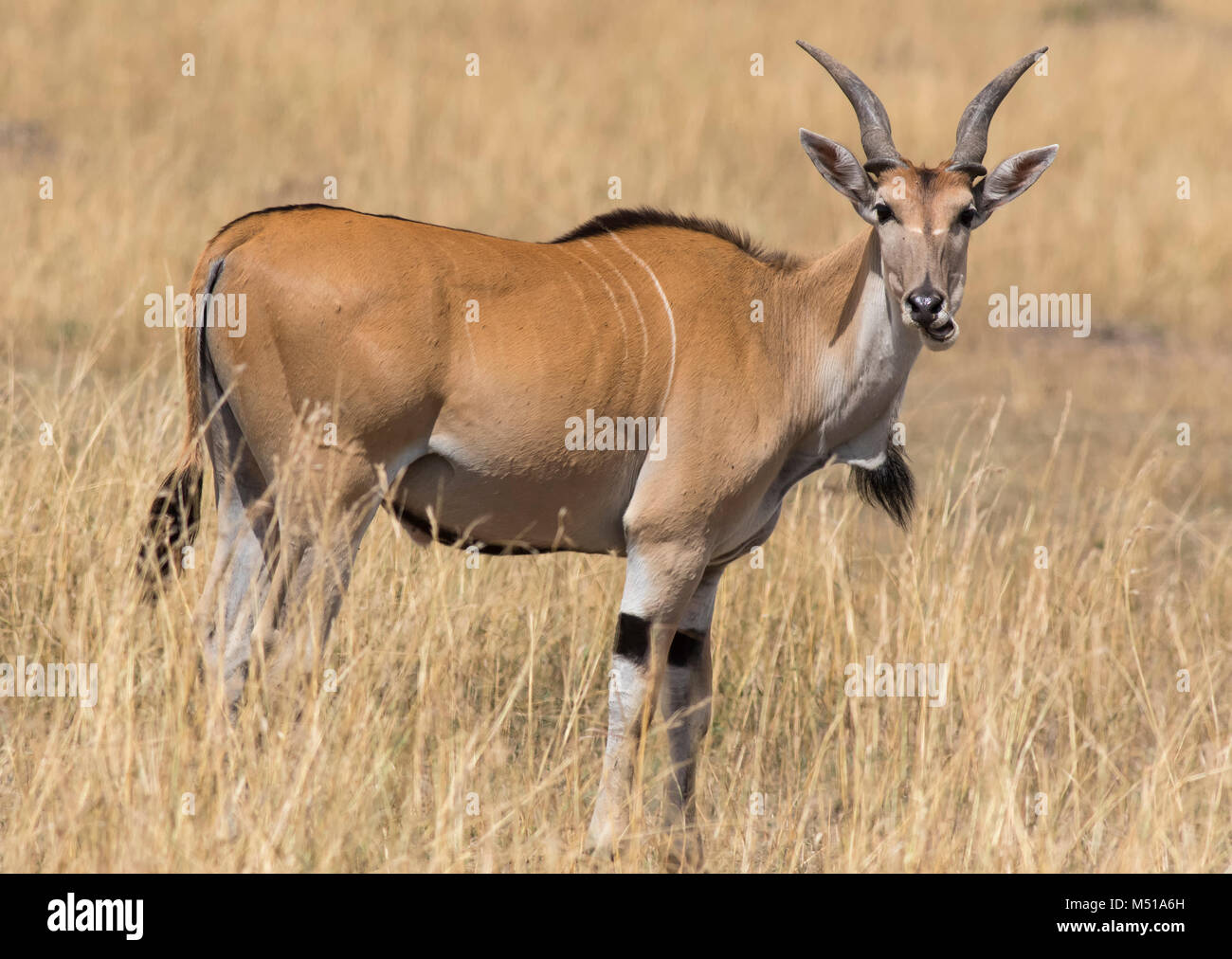 Eland common hi-res stock photography and images - Alamy