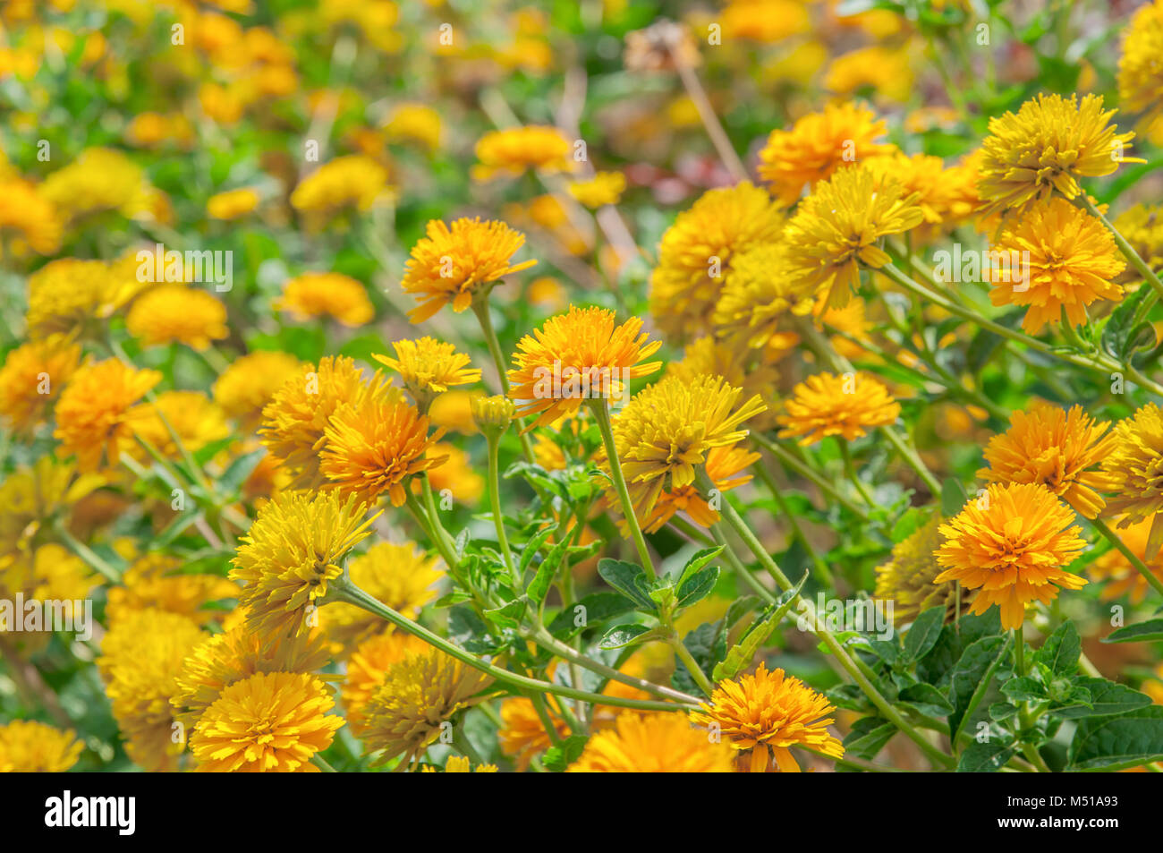Yellow calendula flower background Stock Photo - Alamy