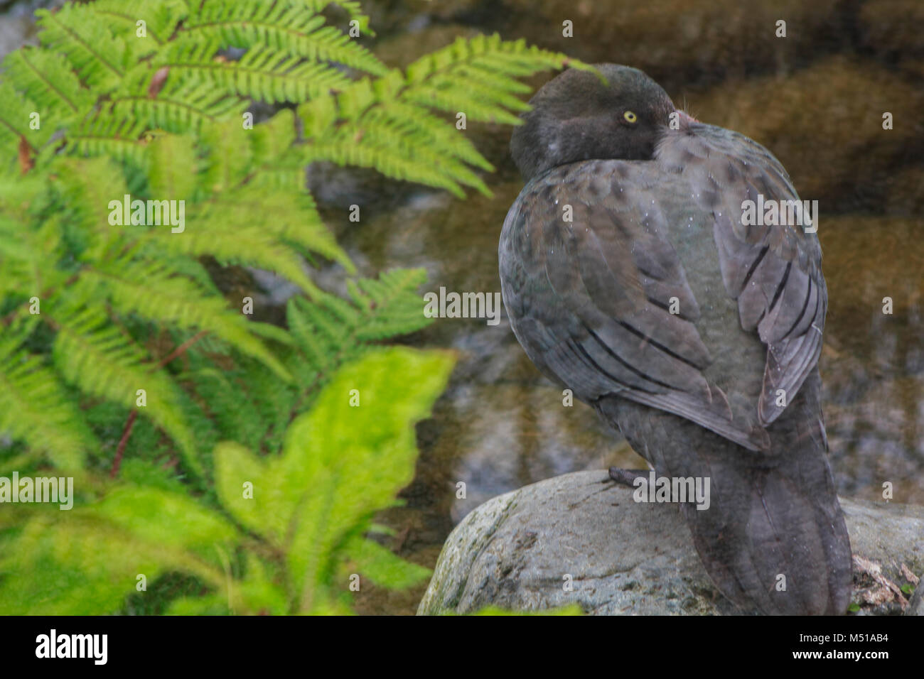 Rare New Zealand native Blue Duck Stock Photo - Alamy