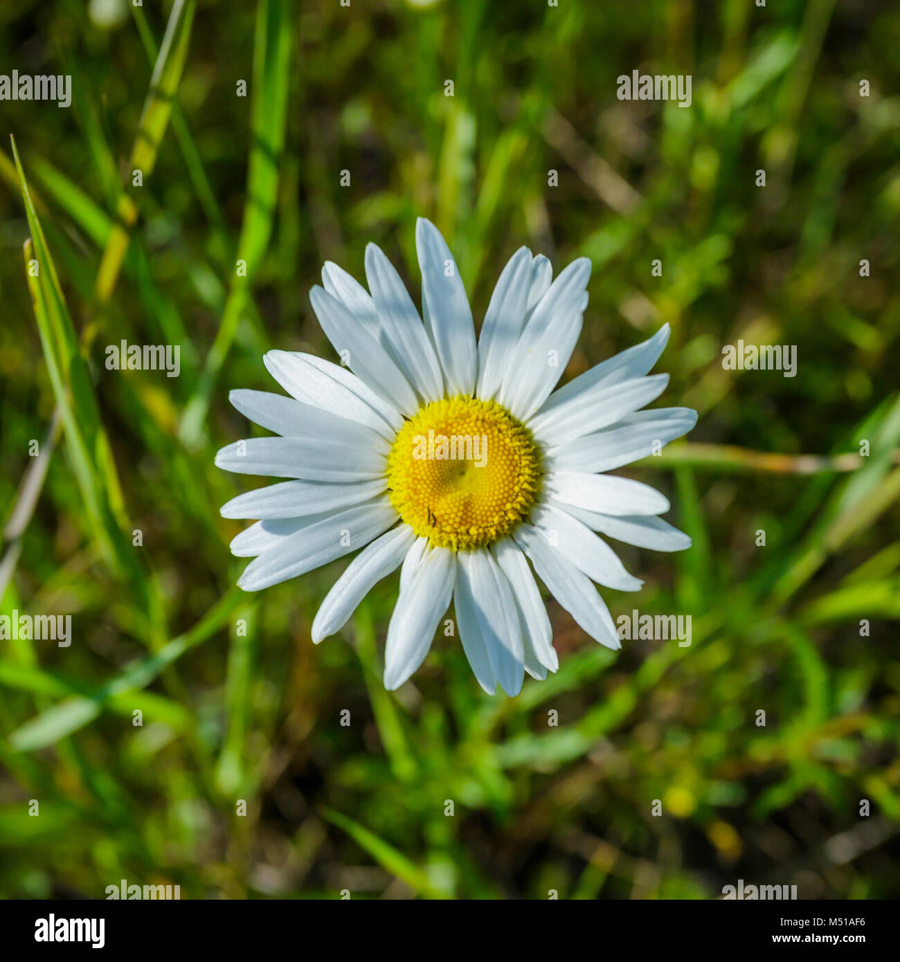 Chamomile flowers close up in summer. Square image Stock Photo - Alamy