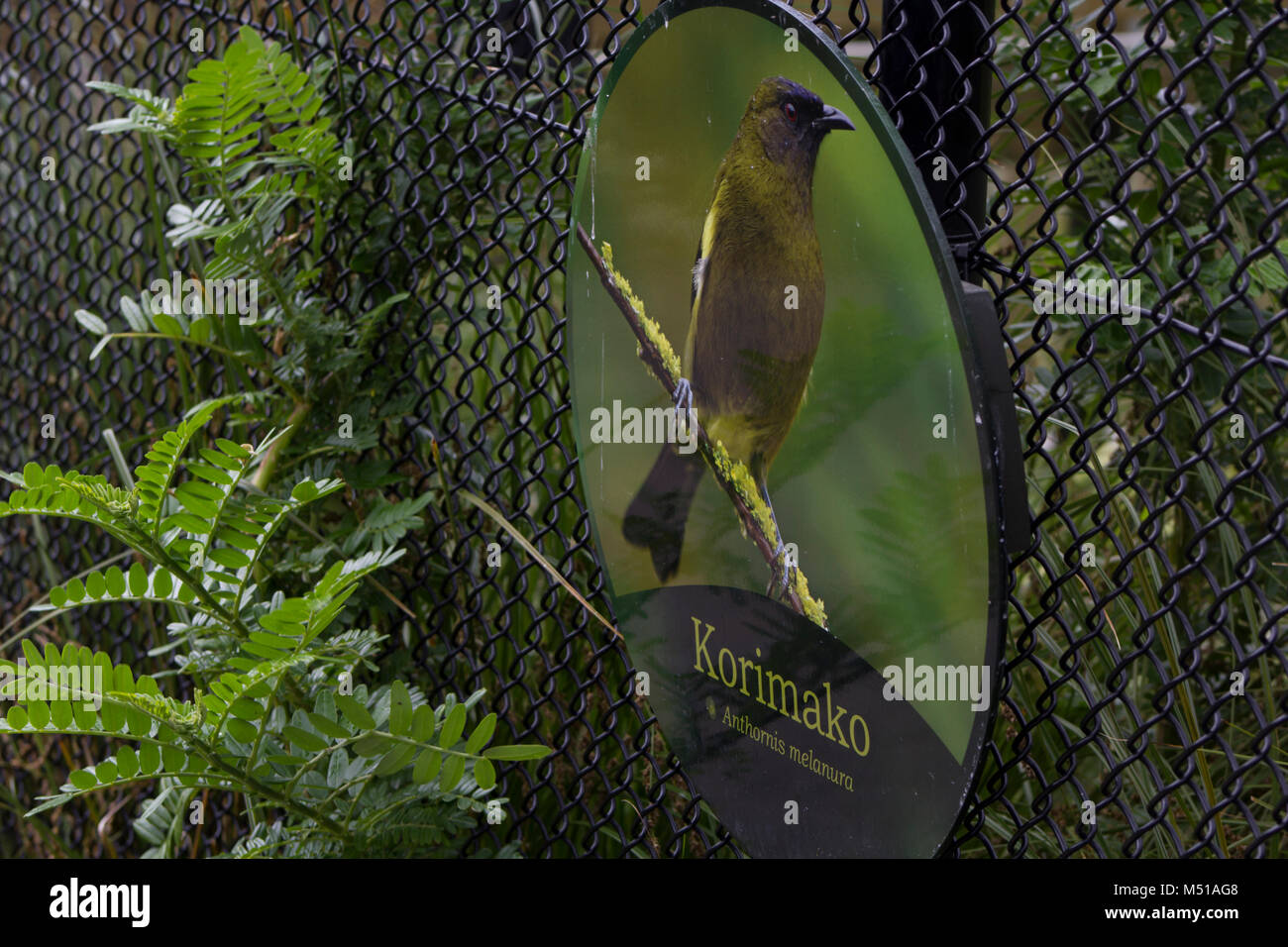 New Zealand bellbird or Korimako information sign Stock Photo - Alamy