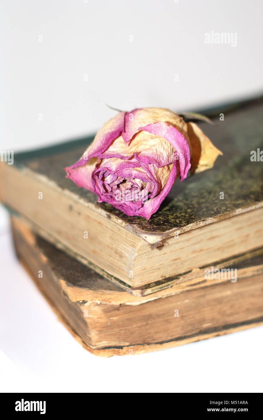 rose on book Stock Photo - Alamy