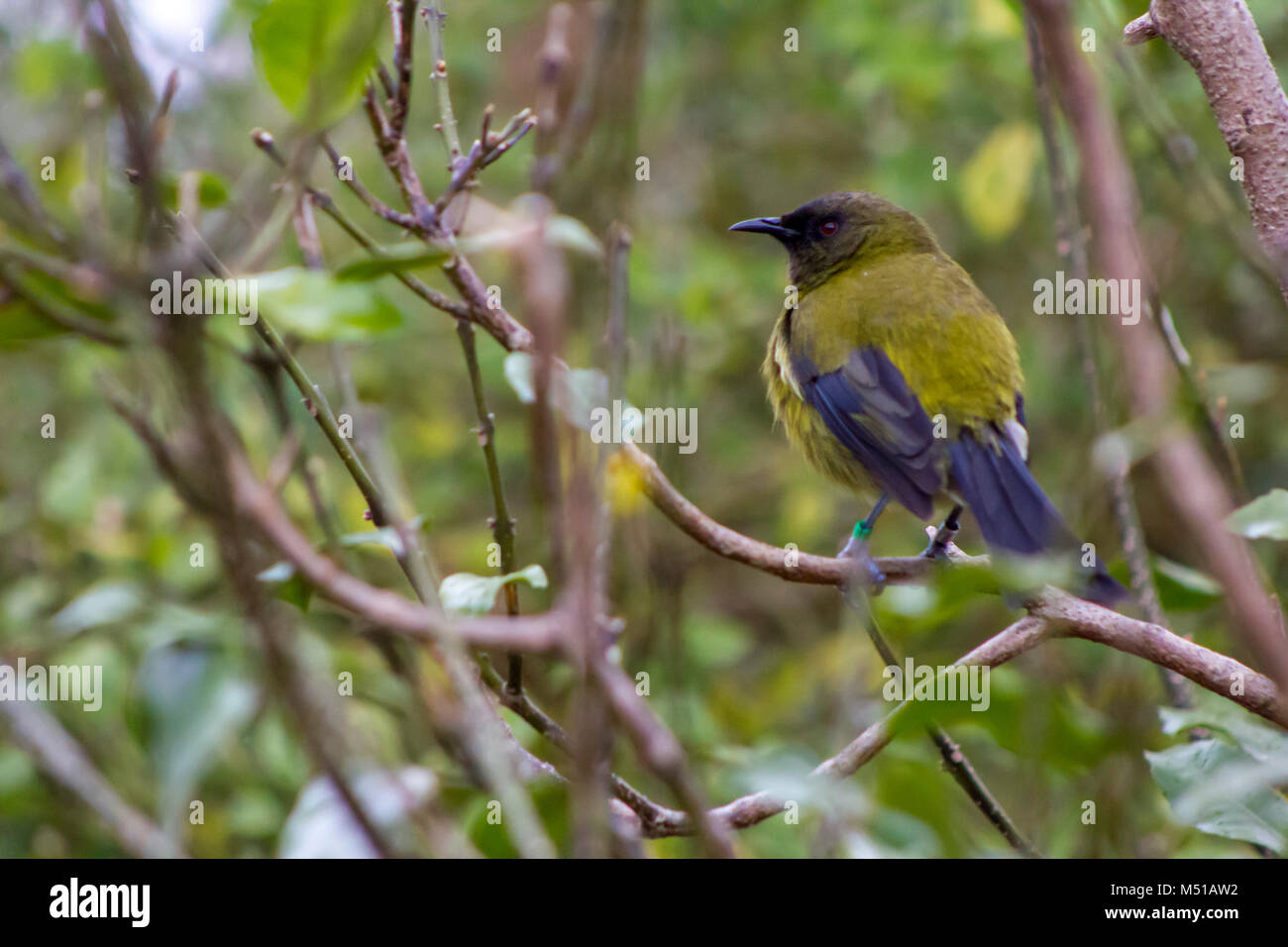 New Zealand Bellbird High Resolution Stock Photography and Images - Alamy