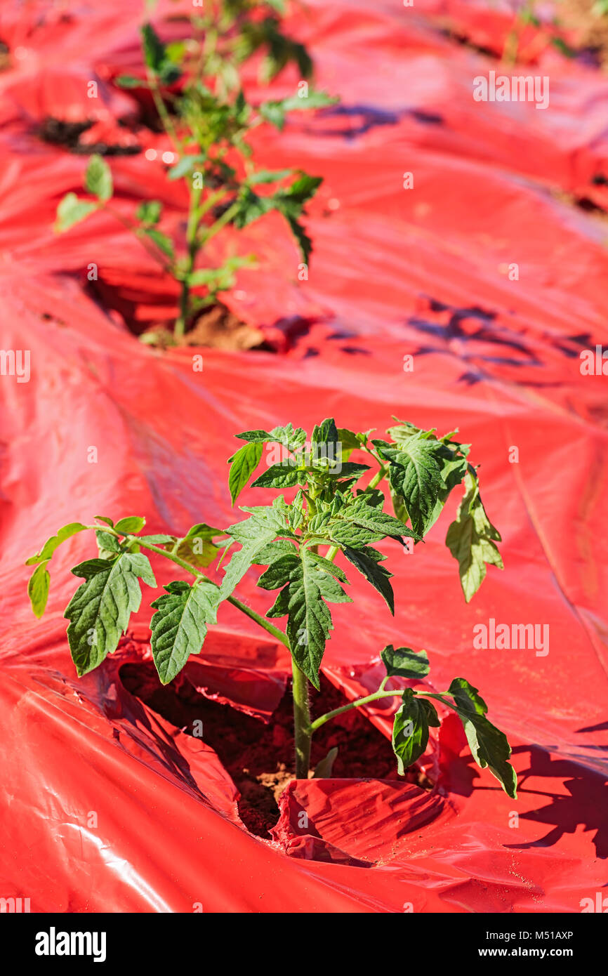 Young tomato plant newly transplanted into red plastic mulch Stock ...