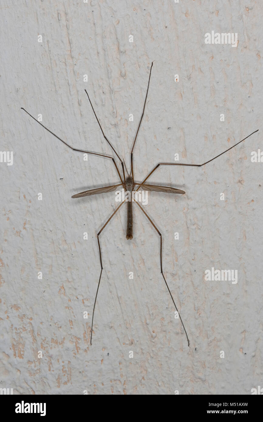 Wiesenschnake, Wiesen-Schnake, Sumpfschnake, Schnake, sitzt an ...