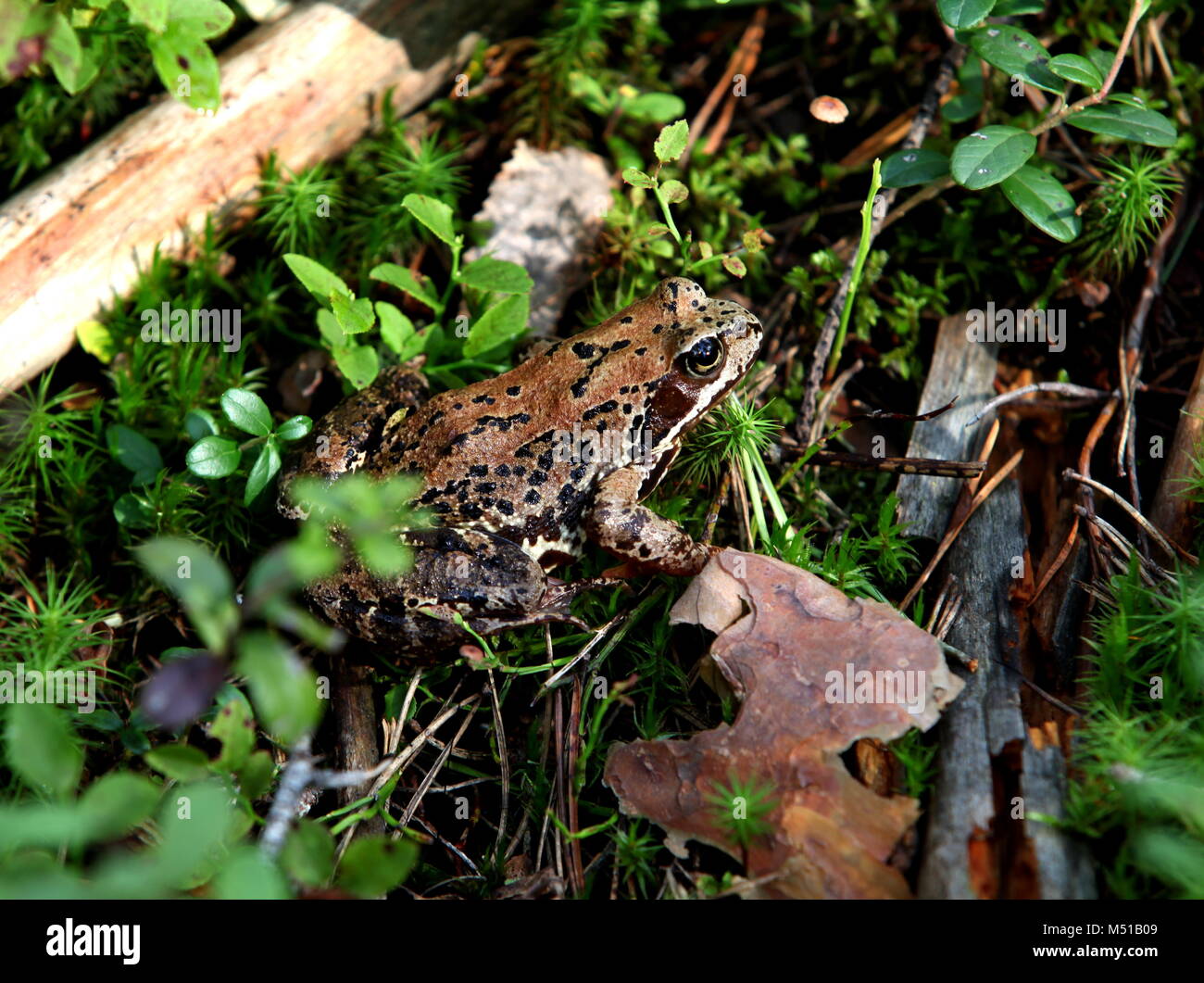 Forest Frog in the grass, close-up Stock Photo - Alamy