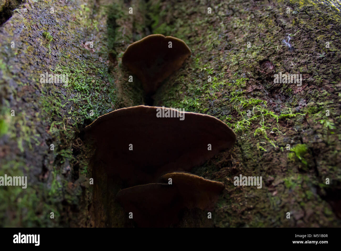 Close up of the bottom of a mushroom there are hi-res stock photography ...