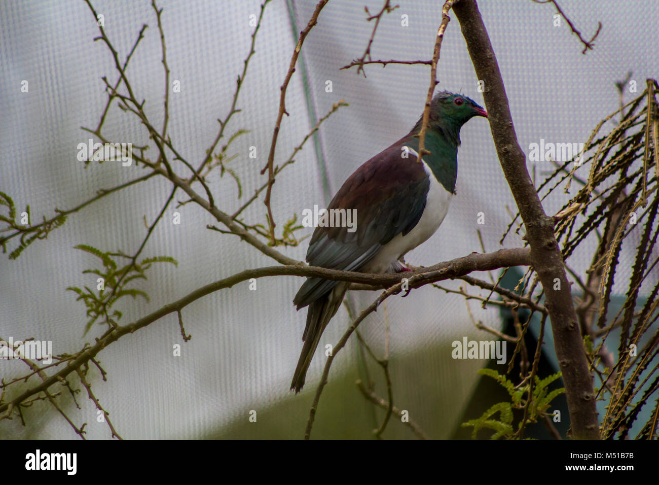 New Zealand pigeon kereru in tree branch Stock Photo - Alamy